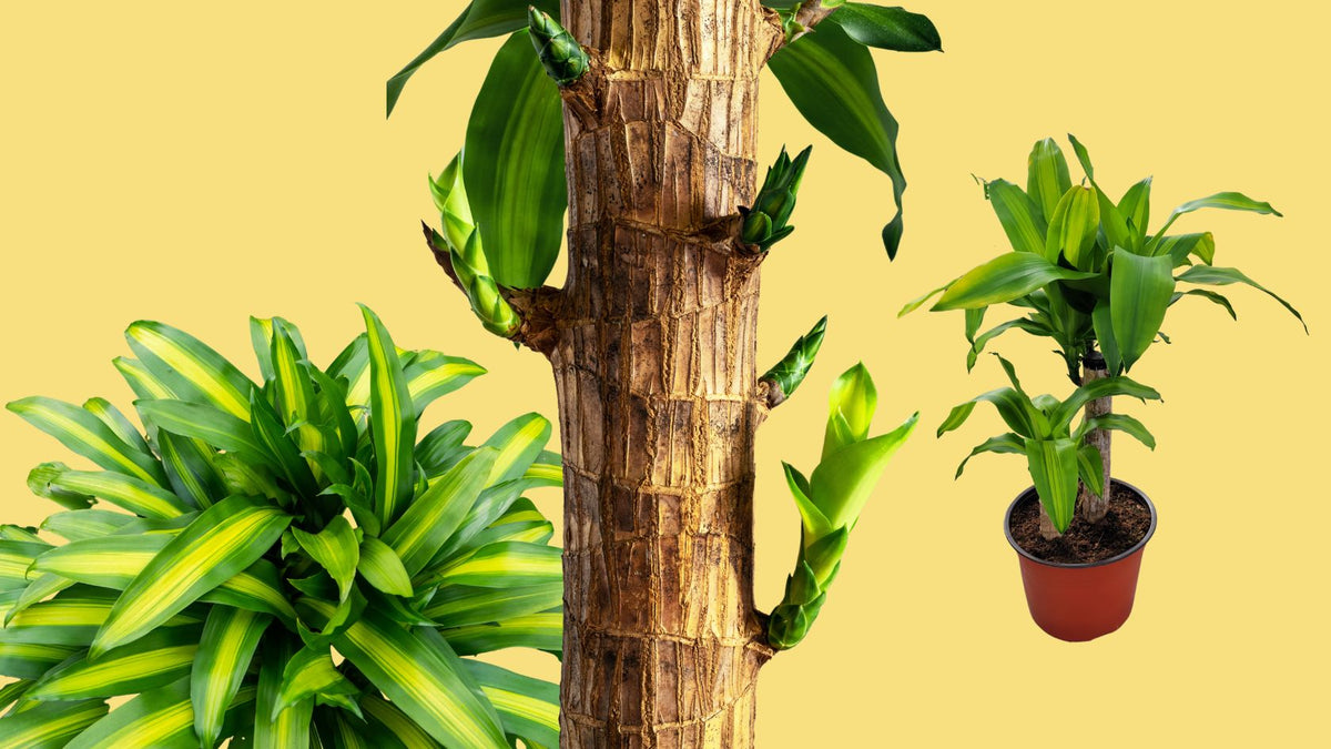 Corn Cane: Nature's Candy Stalk! – Glow Gardens