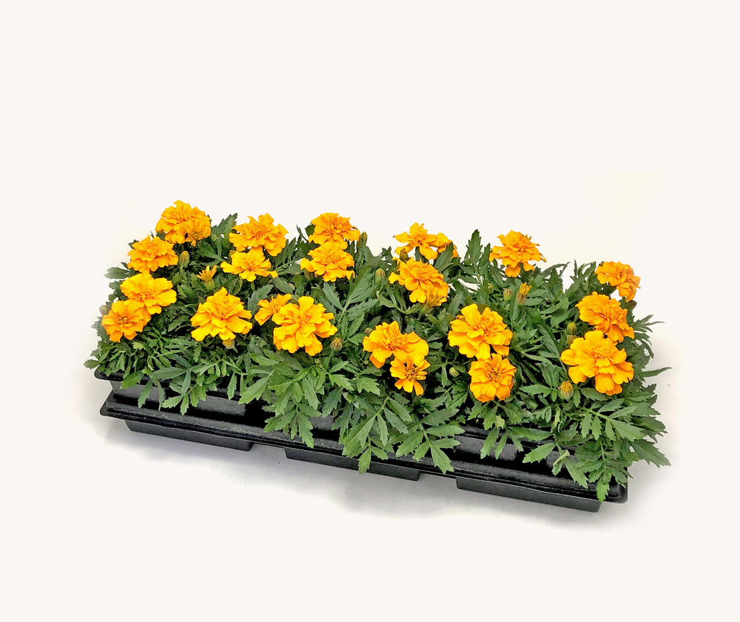 Marigold (1801 Cell Pack) – Glow Gardens