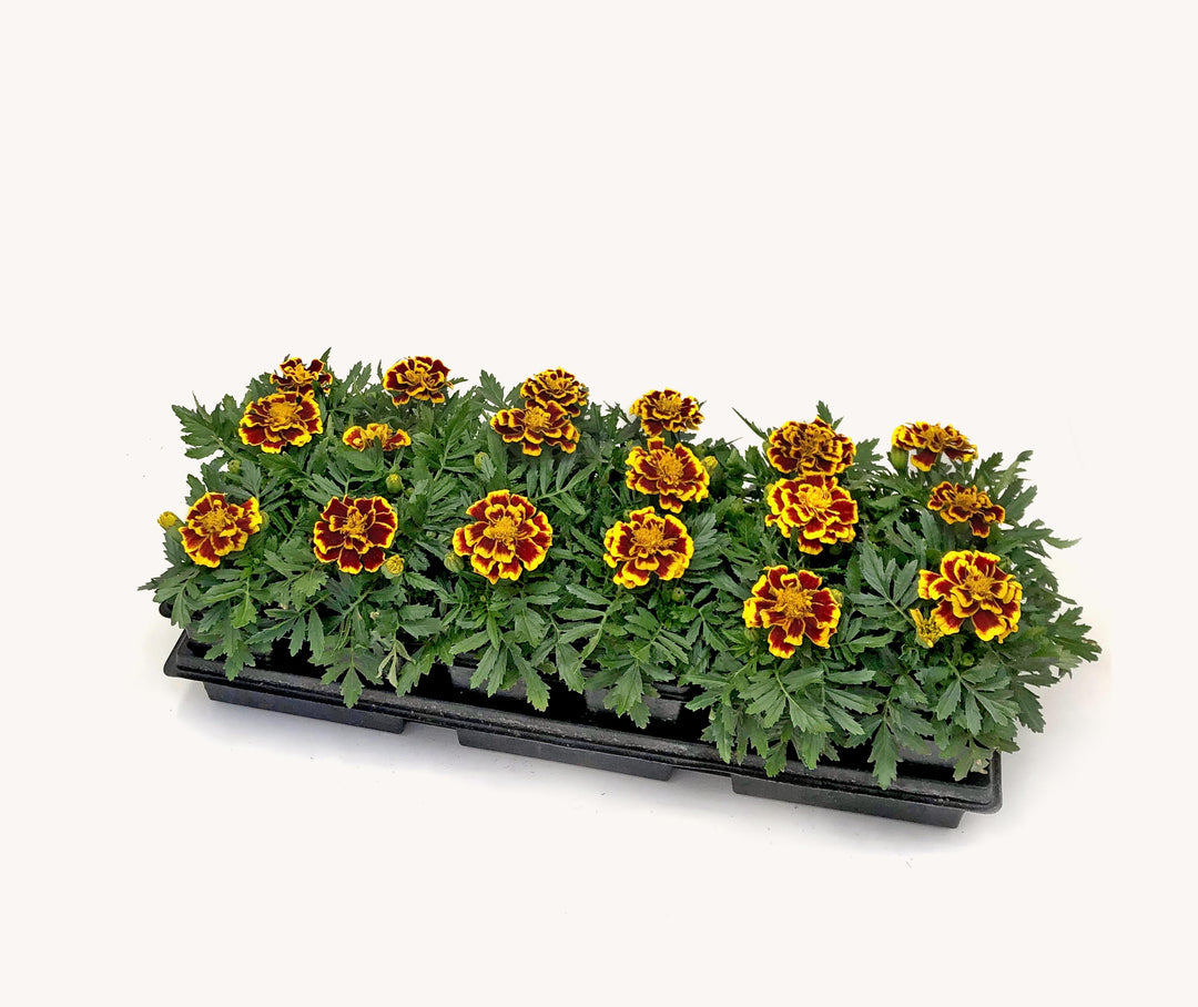 Marigold (1801 Cell Pack) – Glow Gardens