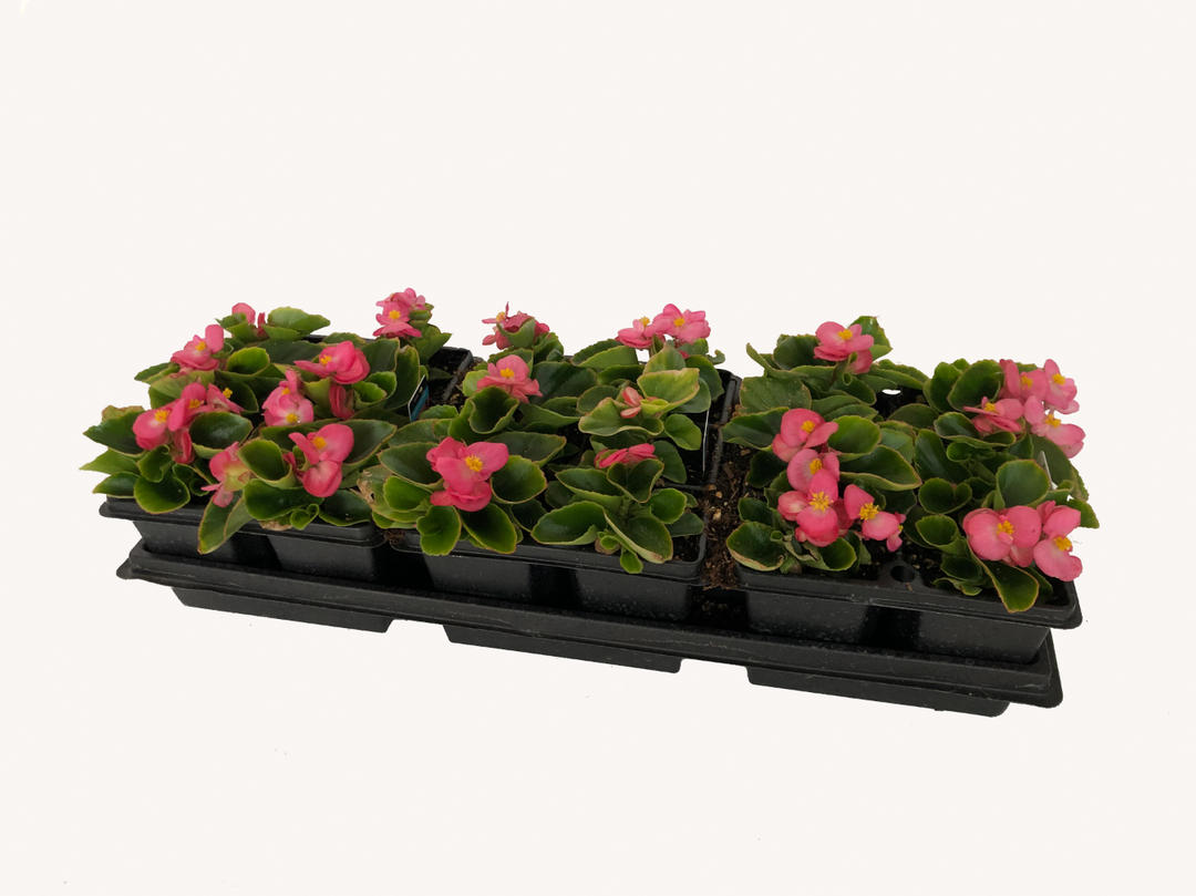 Begonia (1801 Cell Pack) – Glow Gardens